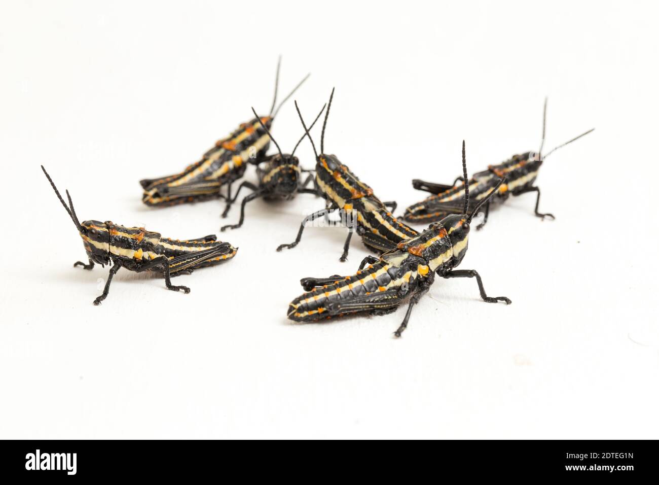 Northern Spotted grasshopper (Aularches miliaris) isolated on white ...