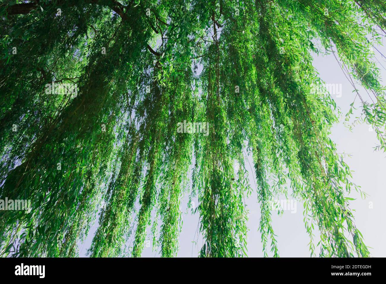 Bottom view of willow branch Stock Photo - Alamy