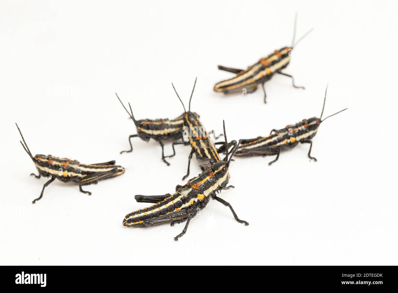 Northern Spotted grasshopper (Aularches miliaris) isolated on white ...