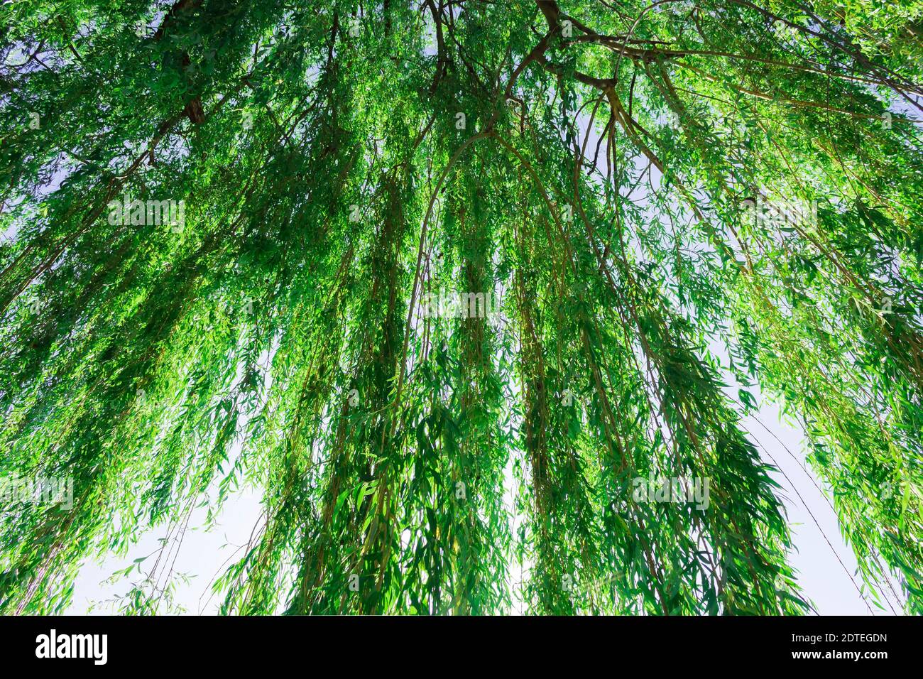 Big bright yellow willow tree hi-res stock photography and images - Alamy