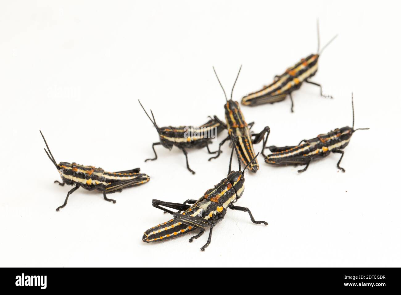 Northern Spotted grasshopper (Aularches miliaris) isolated on white ...