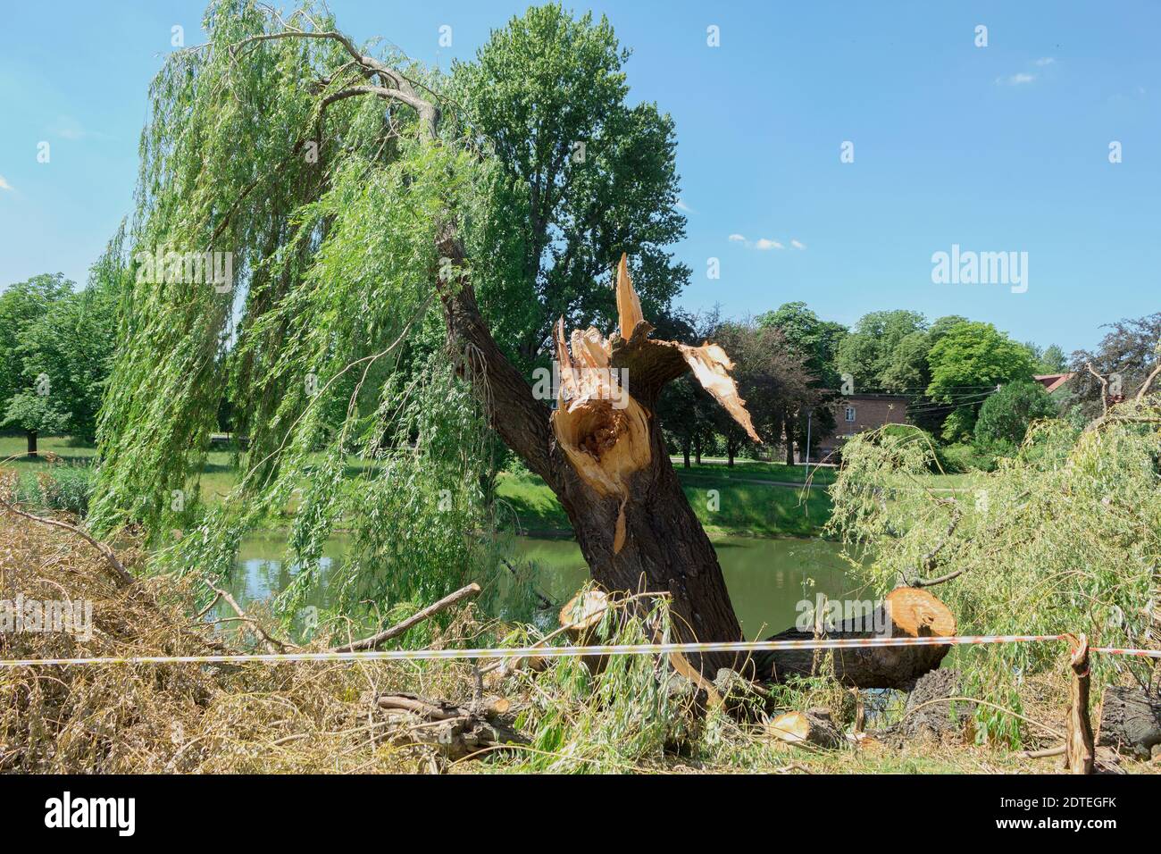 Tree under windy weather in hi-res stock photography and images - Alamy