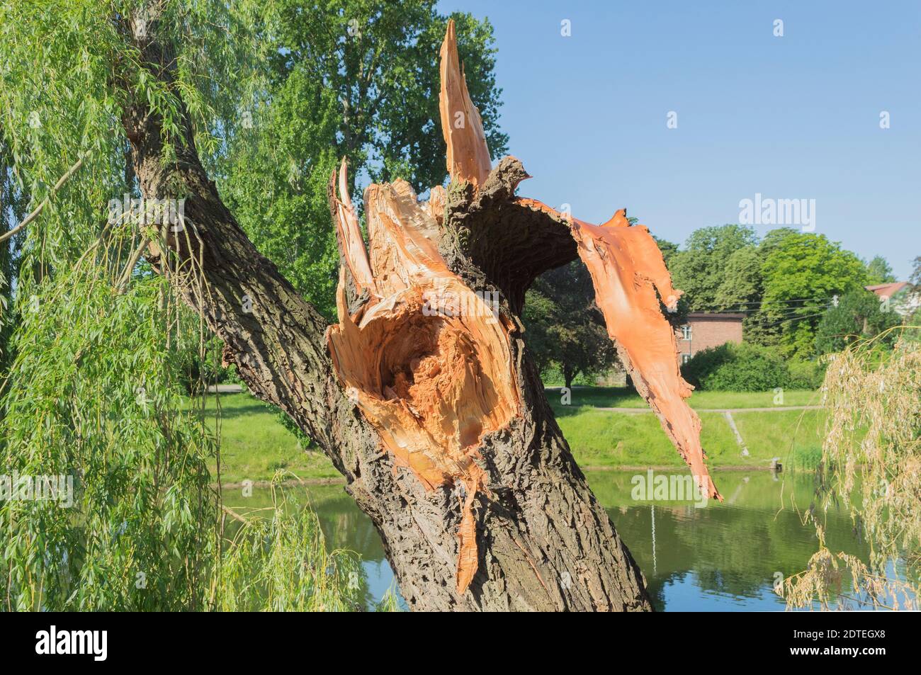 Broken trunk and pieces of bark of a large tree Stock Photo - Alamy