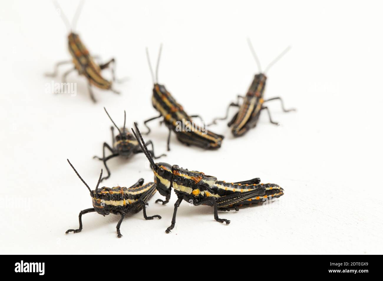 Northern Spotted grasshopper (Aularches miliaris) isolated on white ...