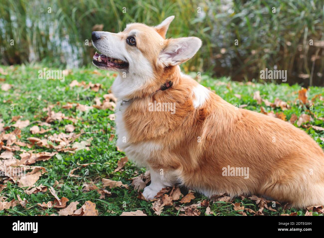 Close up cute yellow corgi hi-res stock photography and images - Alamy