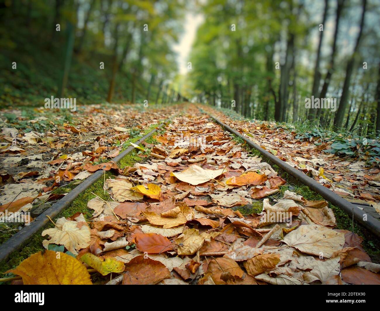 Fallen leaves on rail hi-res stock photography and images - Alamy