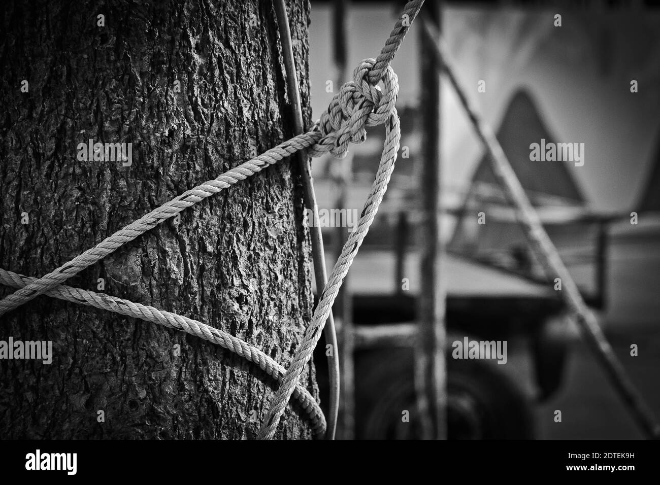 Rope tree Black and White Stock Photos & Images - Alamy