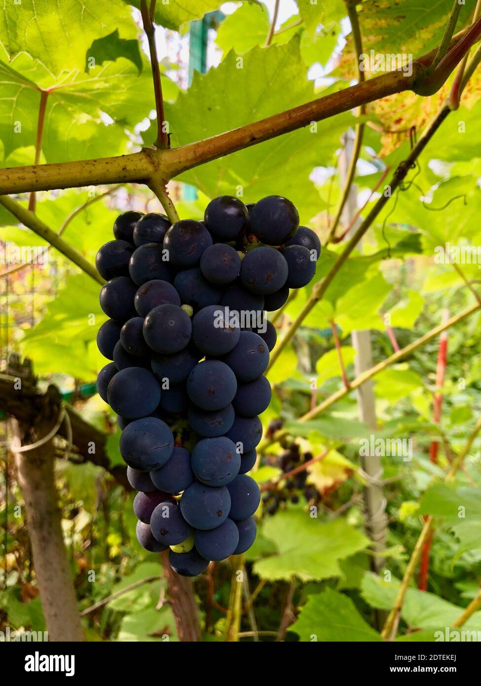 Isabela plantation hi-res stock photography and images - Alamy