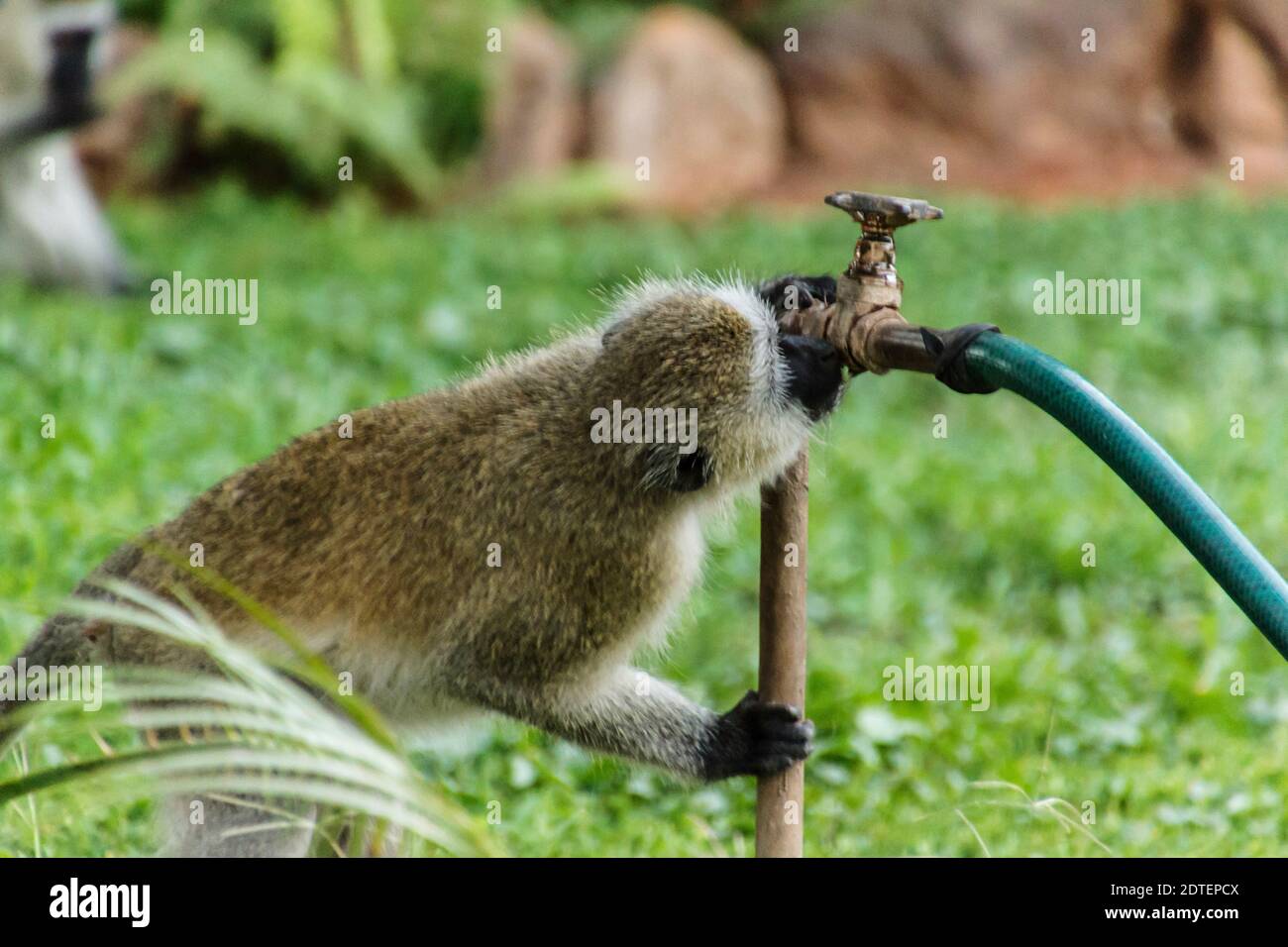 Monkey with a pipe hi-res stock photography and images - Alamy