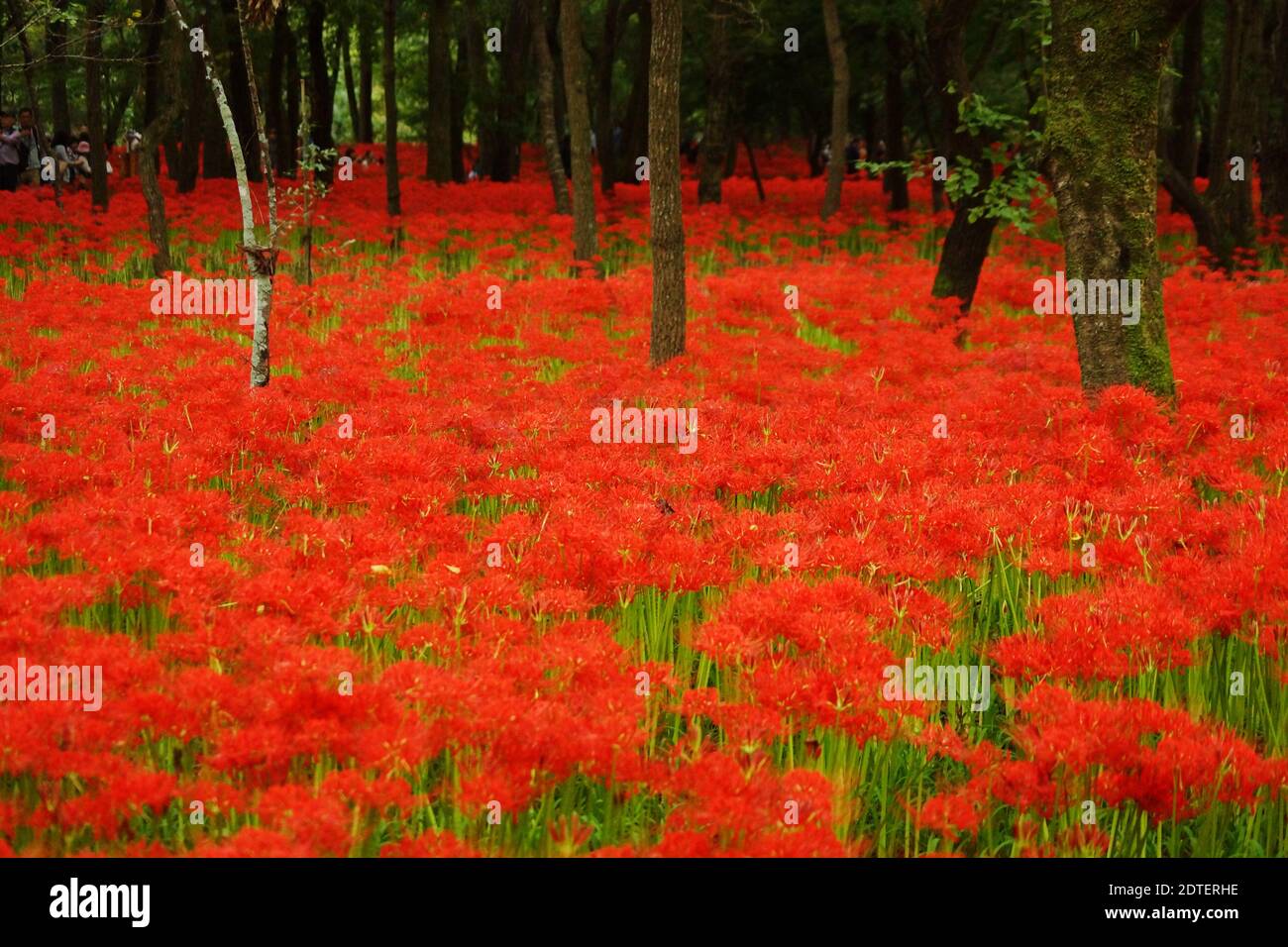 Red flowering trees hi-res stock photography and images - Alamy