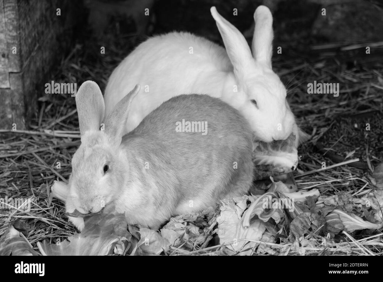 Group of wild rabbits hi-res stock photography and images - Alamy