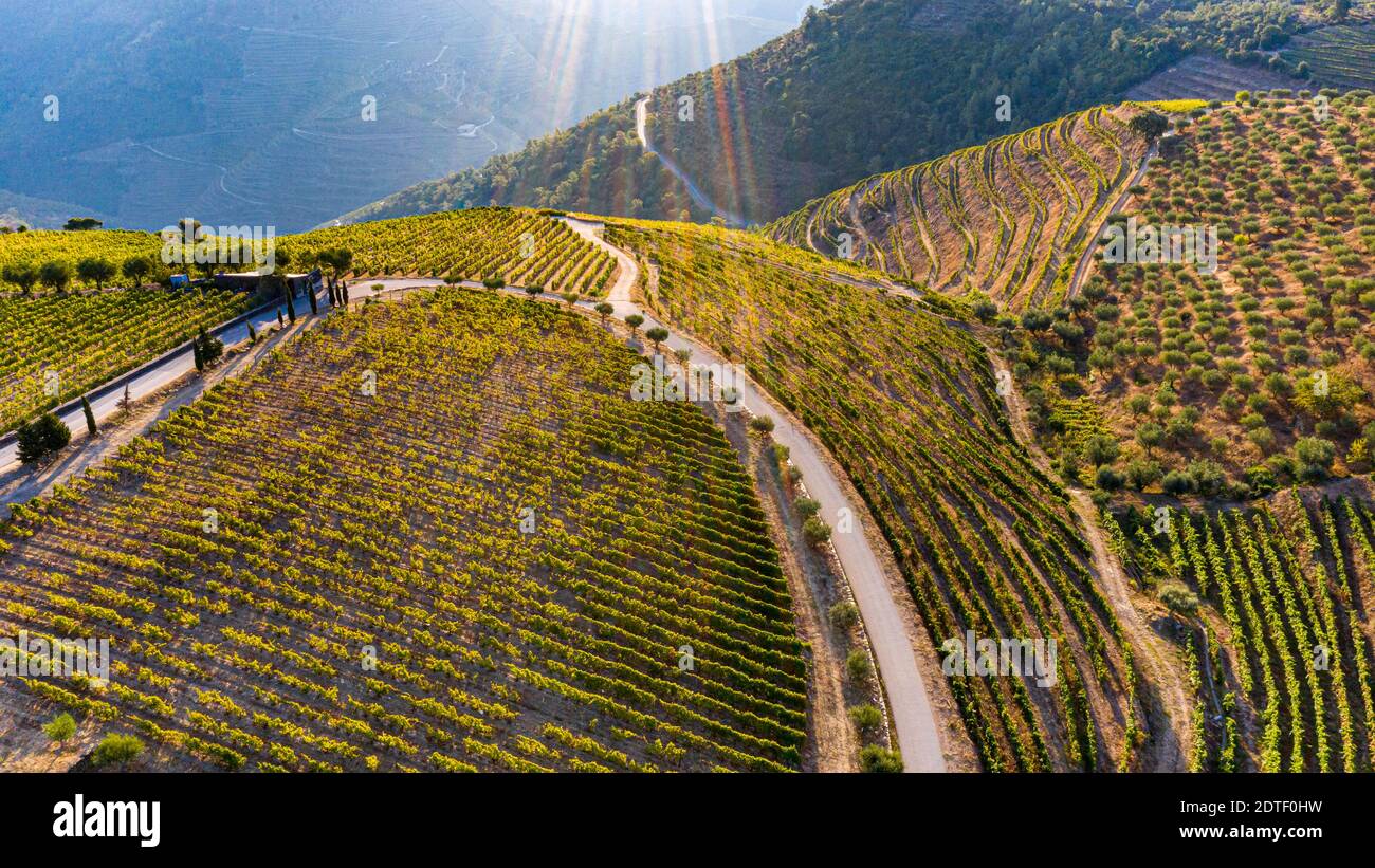 Panoramic photo of vineyard field at sunset Stock Photo - Alamy