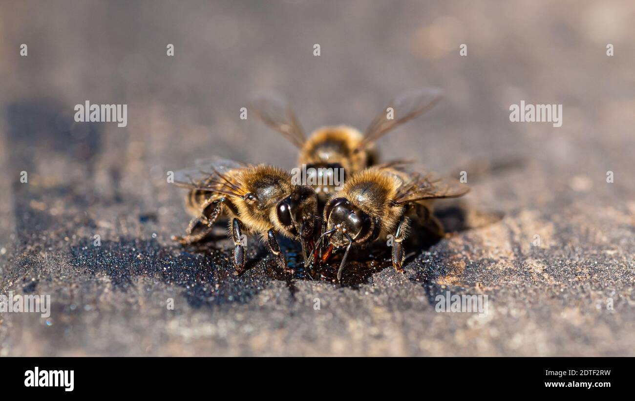 Photograph of about three bees gathered on a grey background with no ...