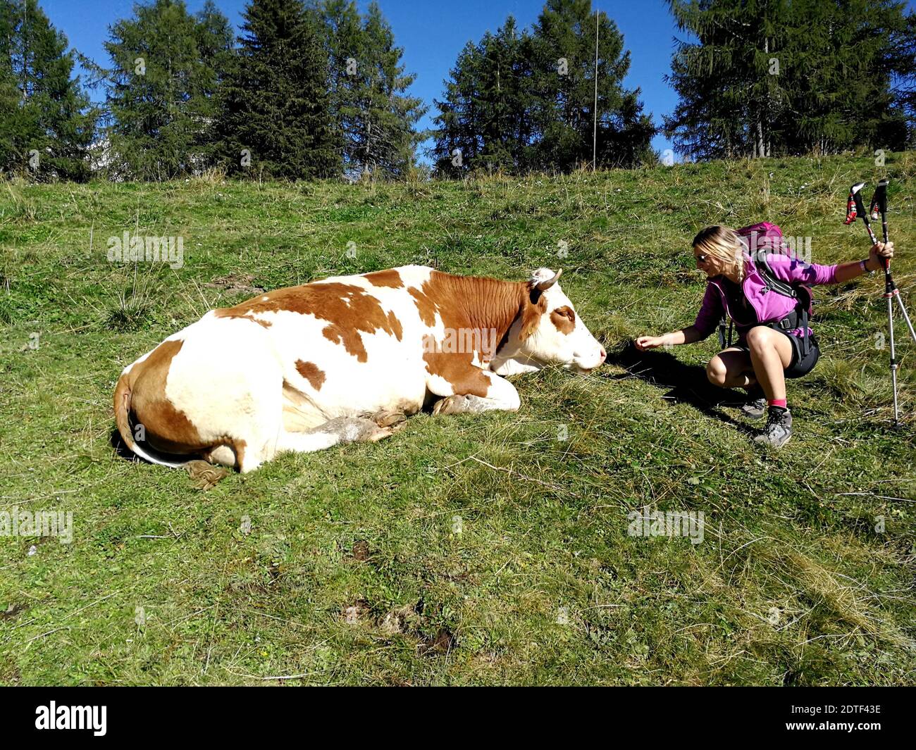 Crouching cow hi-res stock photography and images - Alamy