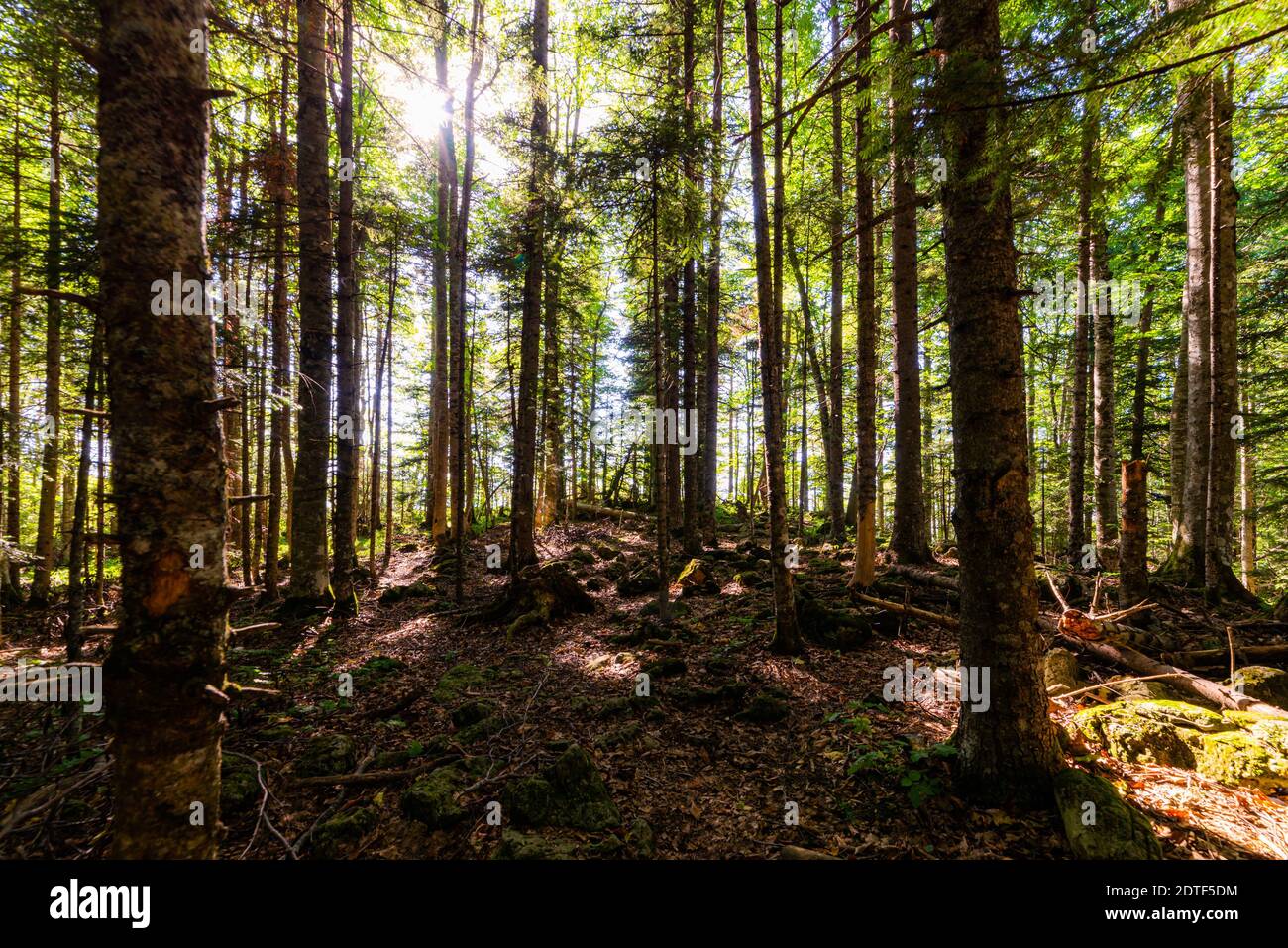 Deep in the forest tall trees and sunlight shines through the leaves ...