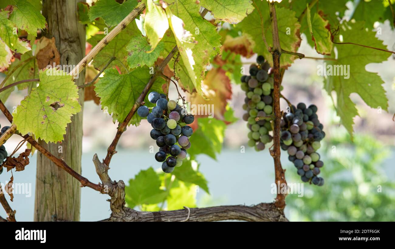 Cluster of grapes close up for harvesting and wine making Stock Photo ...