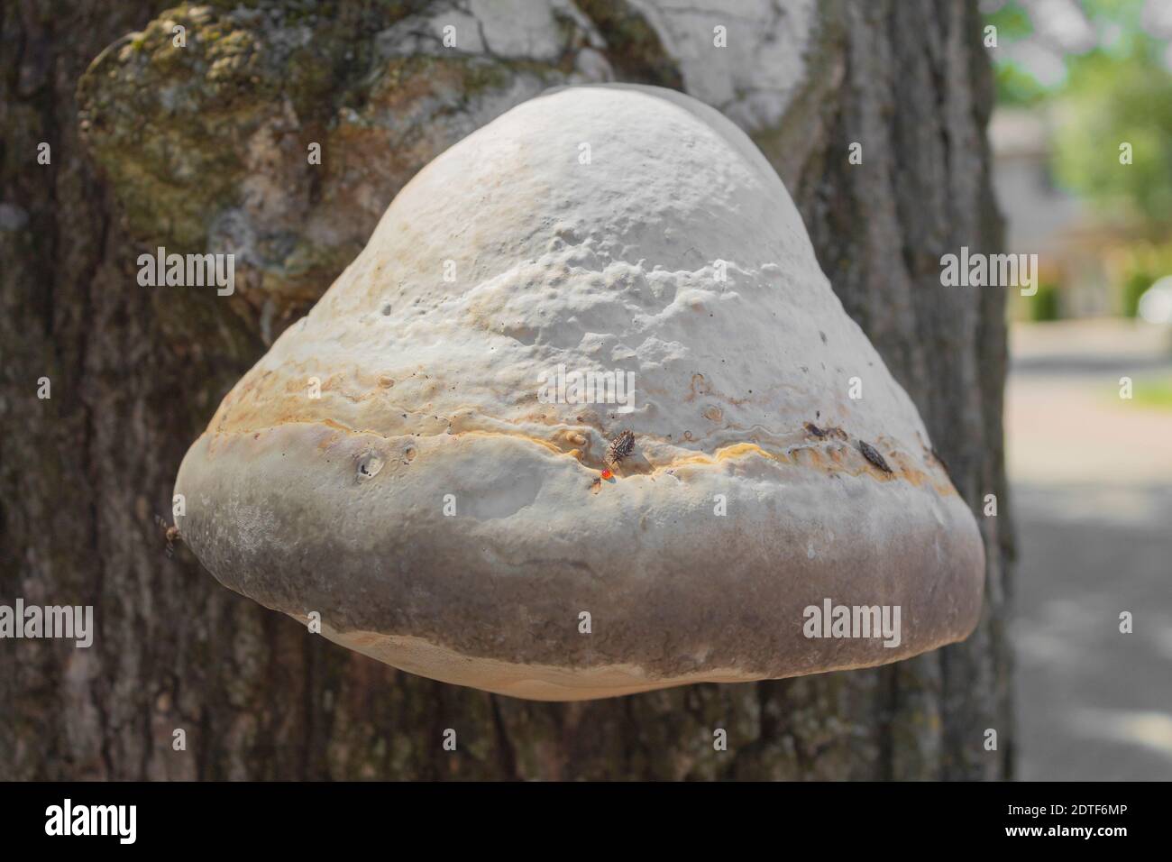 Polyp growth hi-res stock photography and images - Alamy