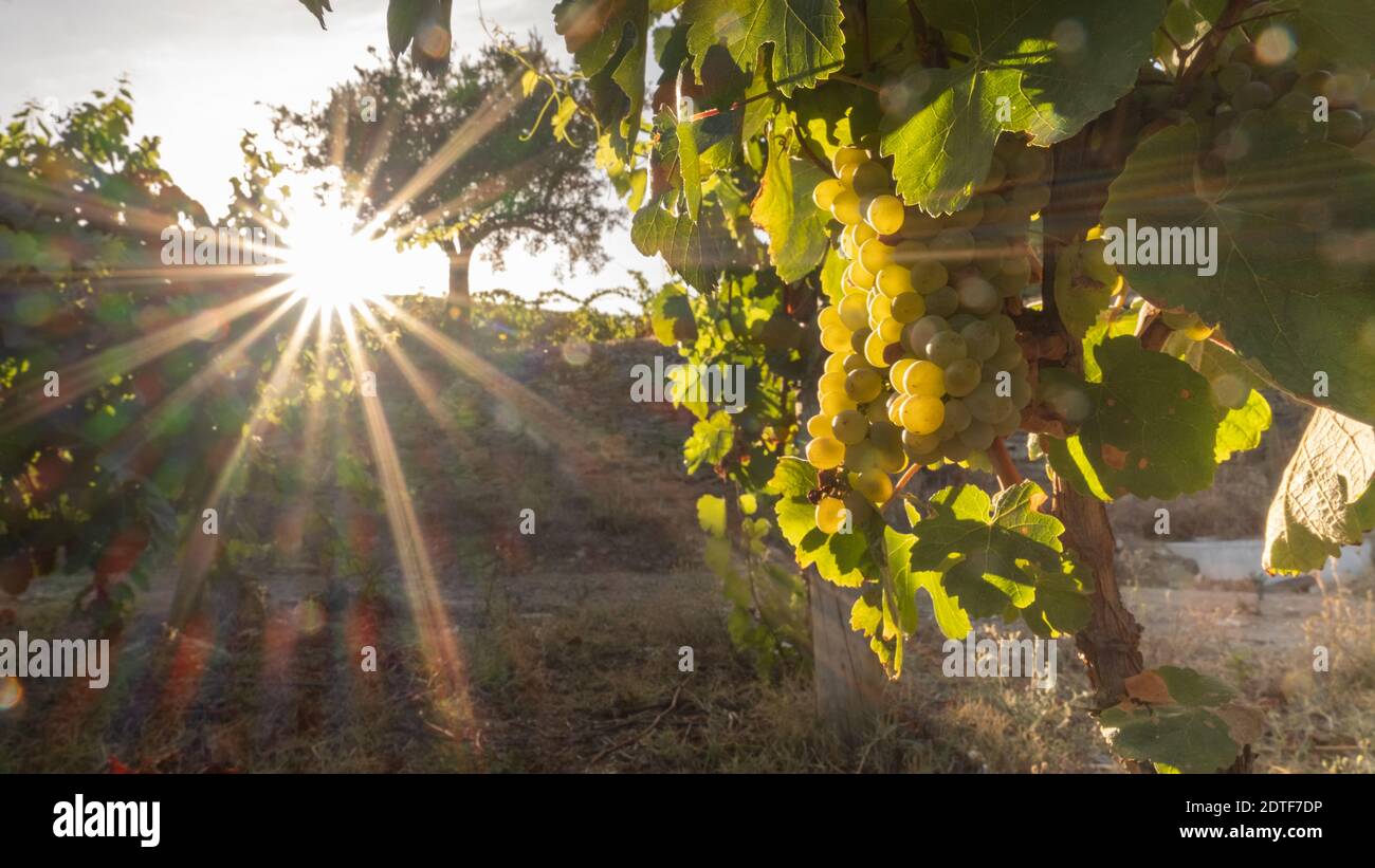 Cluster of grapes in the vineyard at sunset Stock Photo - Alamy