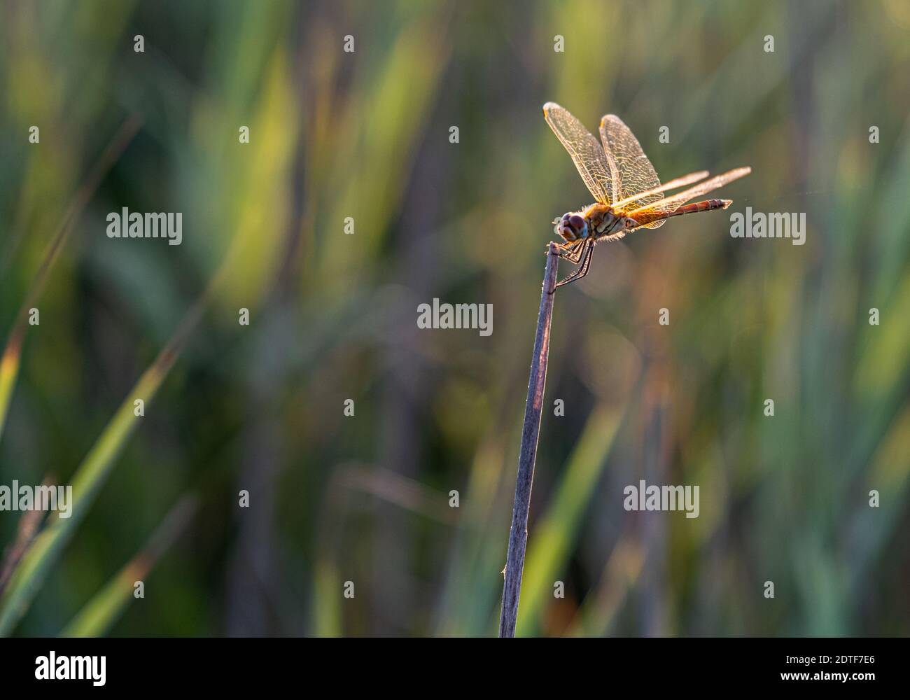 Helicopter insects hi-res stock photography and images - Alamy