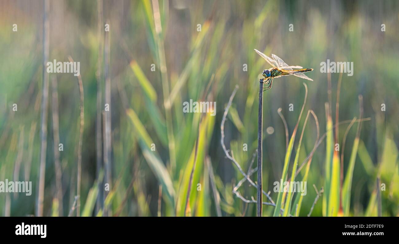 Helicopter insects hi-res stock photography and images - Alamy