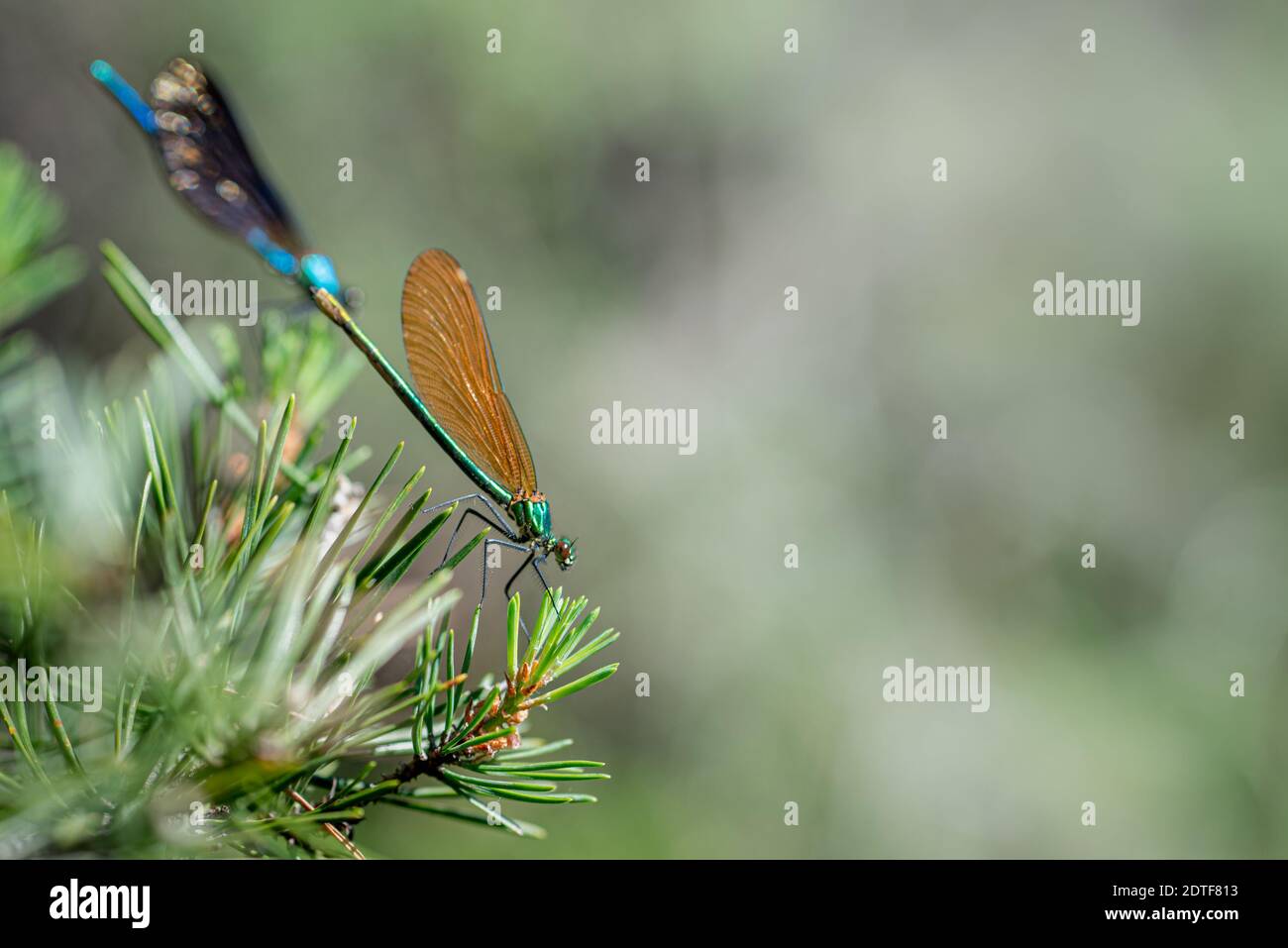 Helicopter insects hi-res stock photography and images - Alamy