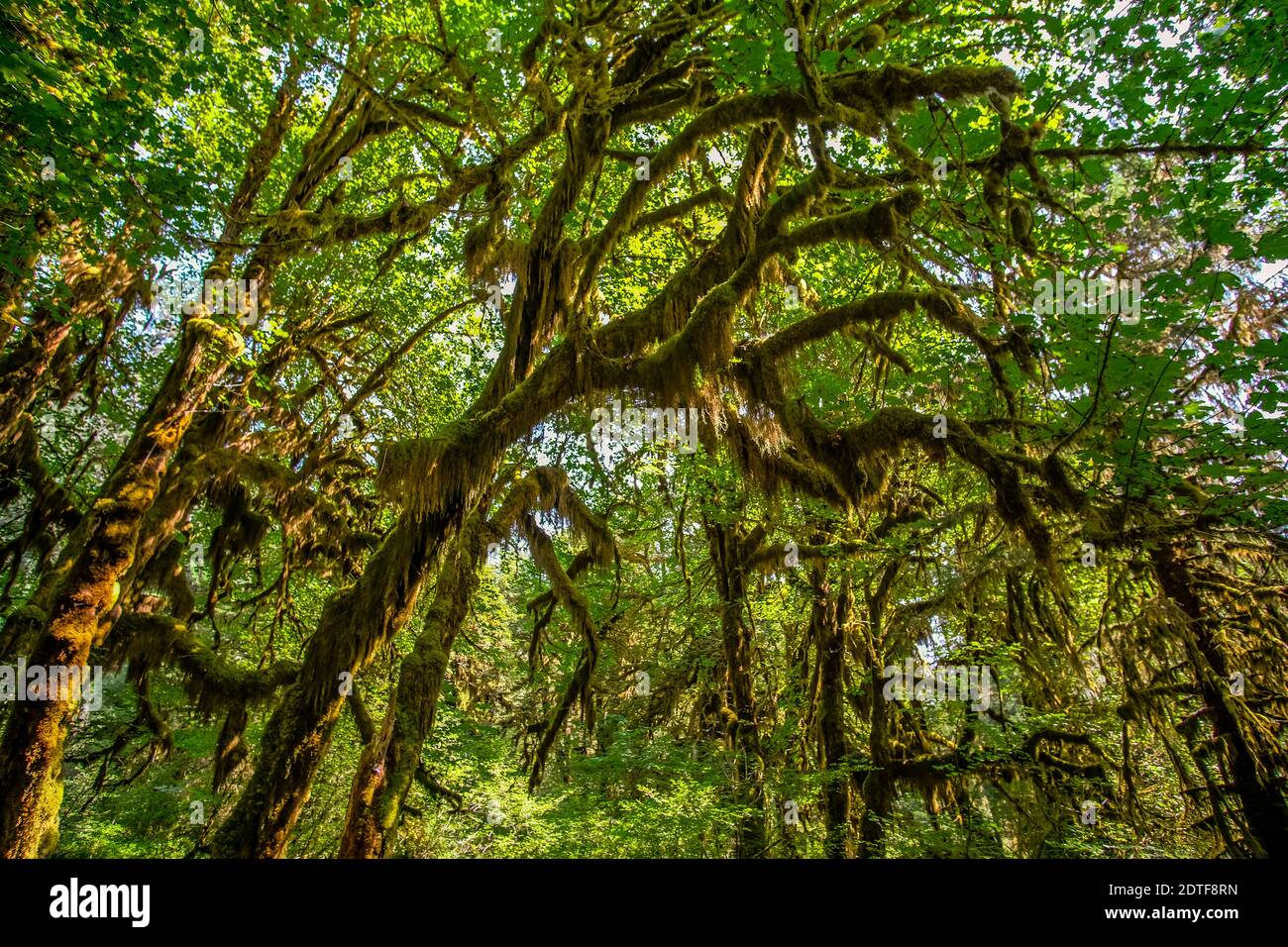 Canopy forest low angle moss hi-res stock photography and images - Alamy