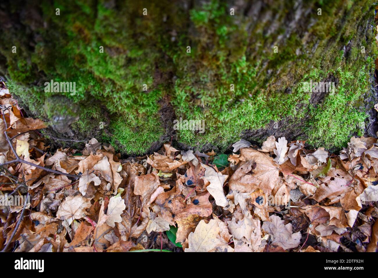 Moss on the base of a tree trunk Stock Photo - Alamy