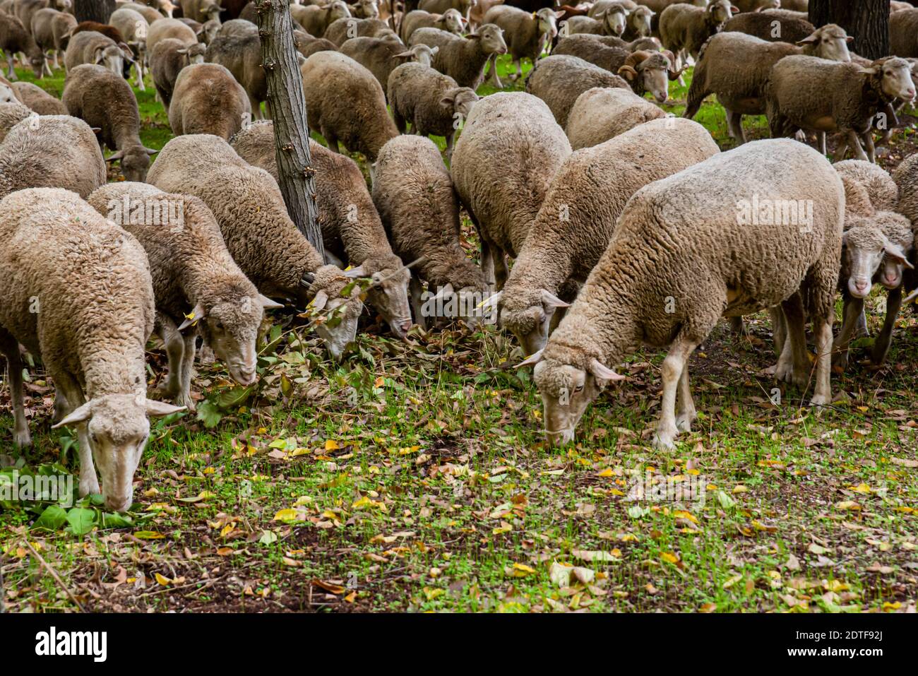 Tender of sheep hi-res stock photography and images - Alamy