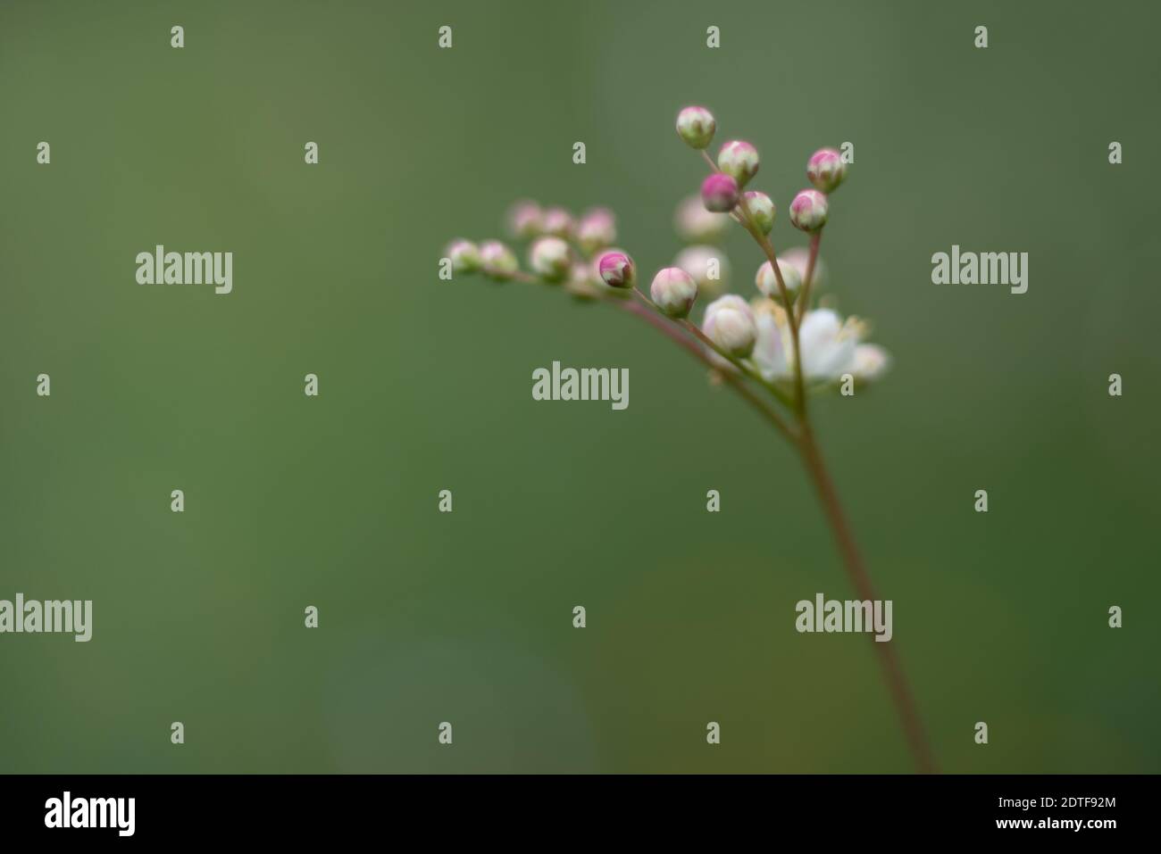 Bud types hi-res stock photography and images - Alamy