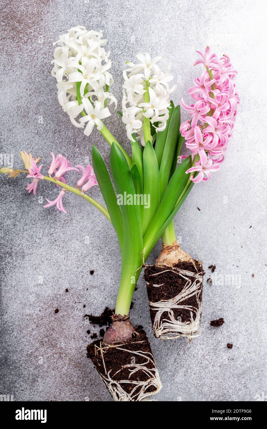 Top view of pink and white hyacinth flowers on stone background ...