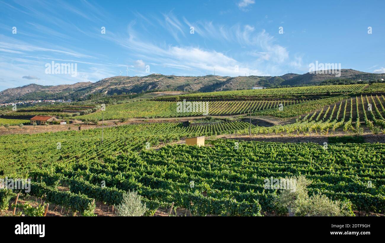 Vine plantation hi-res stock photography and images - Alamy