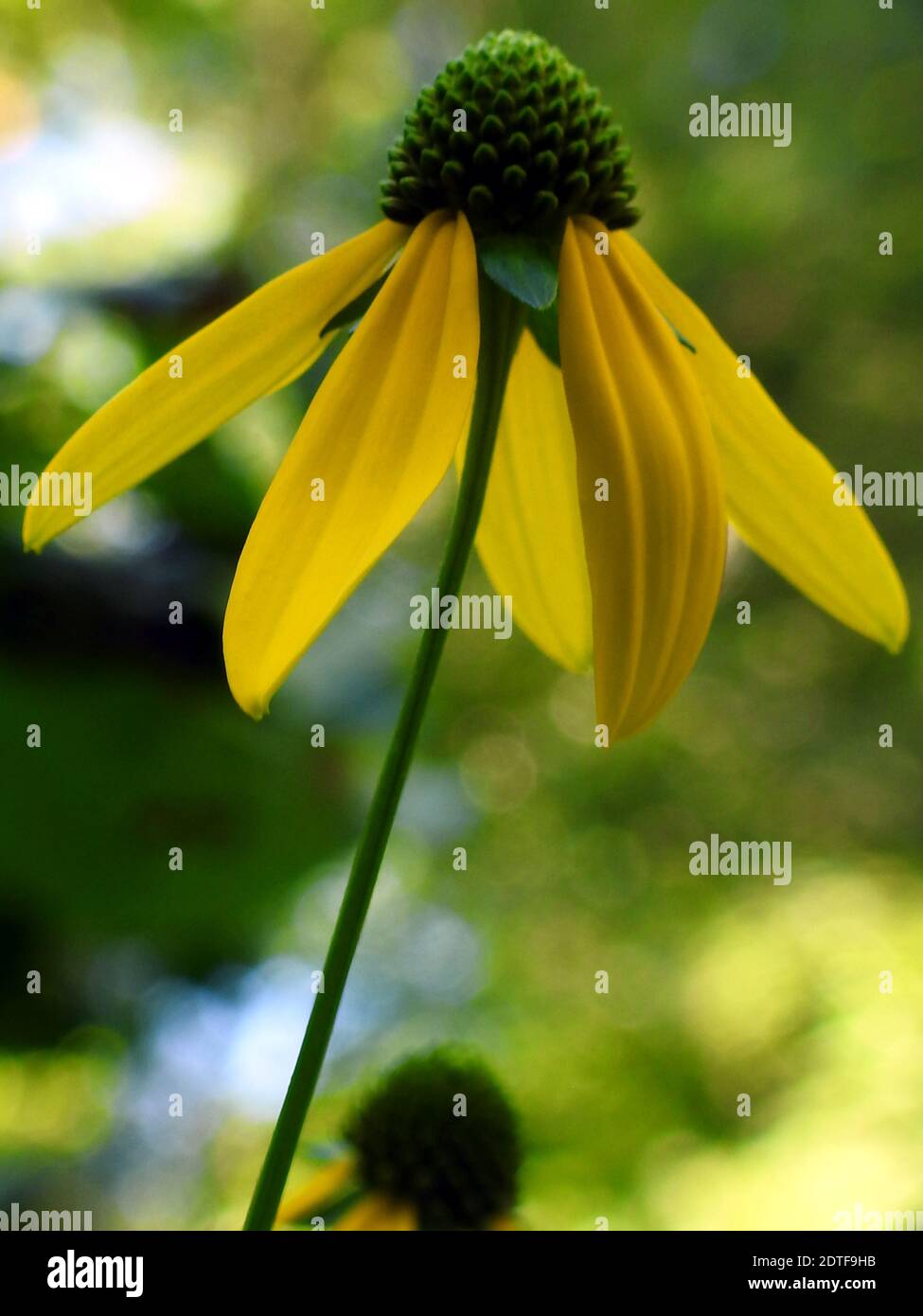 Murphy plant hi-res stock photography and images - Alamy