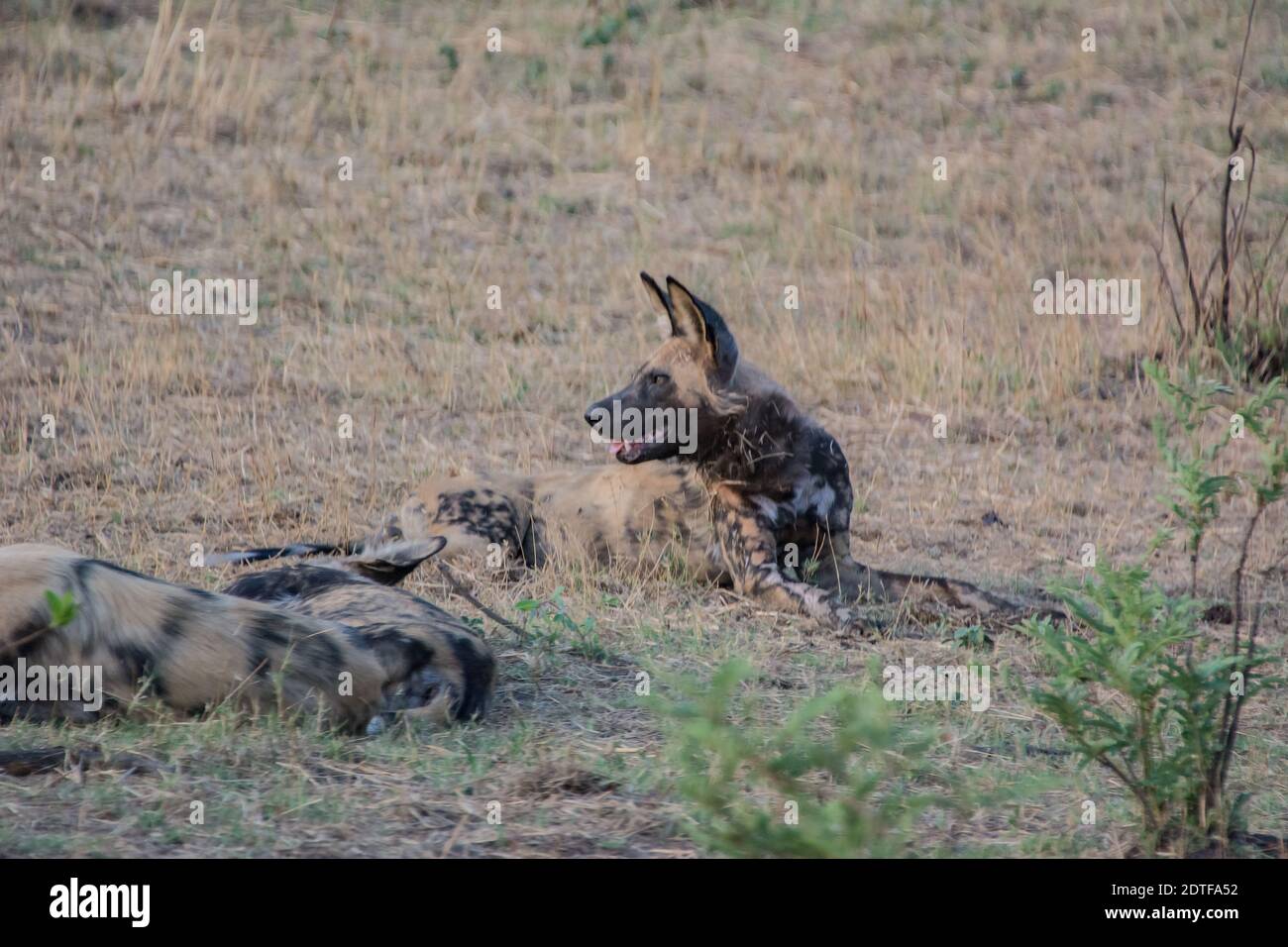 Hyena sitting in grass hi-res stock photography and images - Alamy