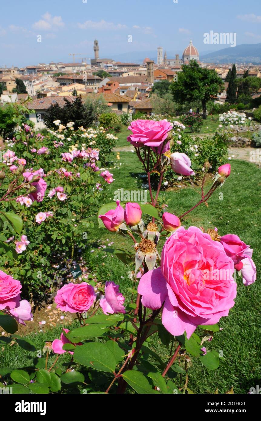 Garden roses florence hi-res stock photography and images - Alamy