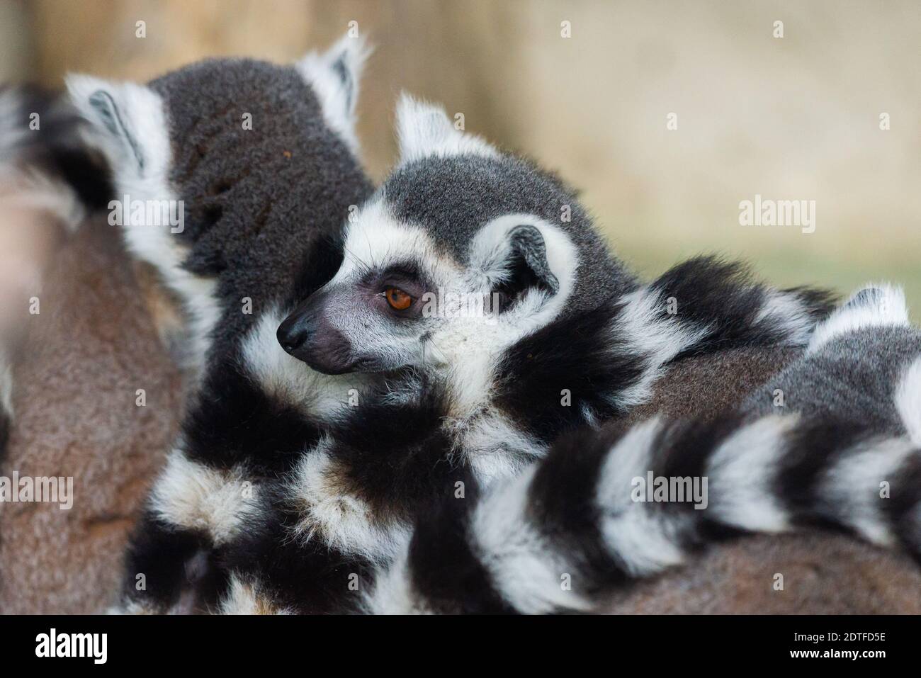 Ring-Tailed Lemurs closeup portrait, a large gray primate with golden ...