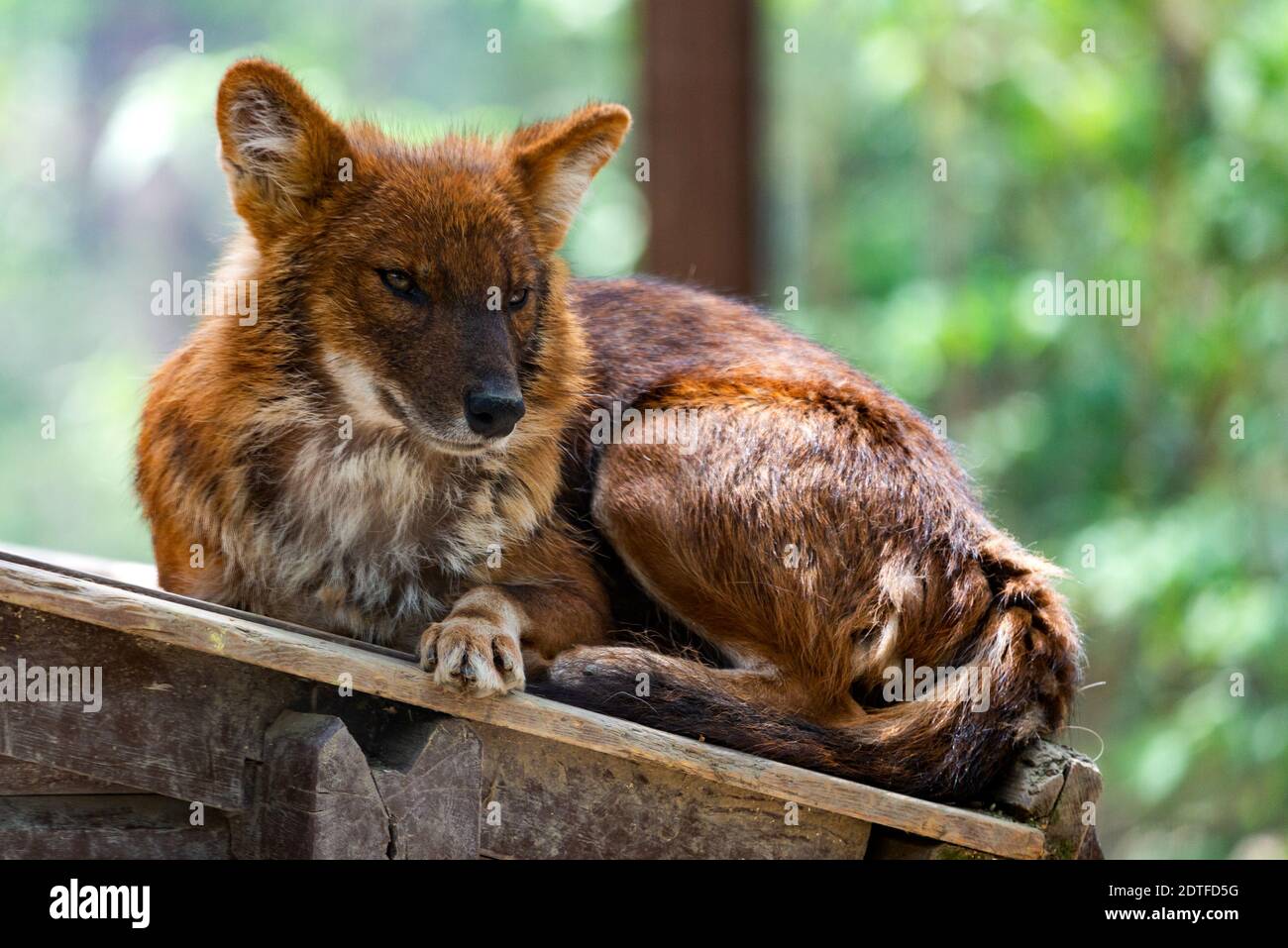 Dhole Vs Wolf