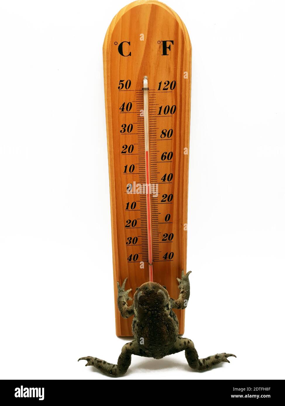 Frog thermometer hi-res stock photography and images - Alamy