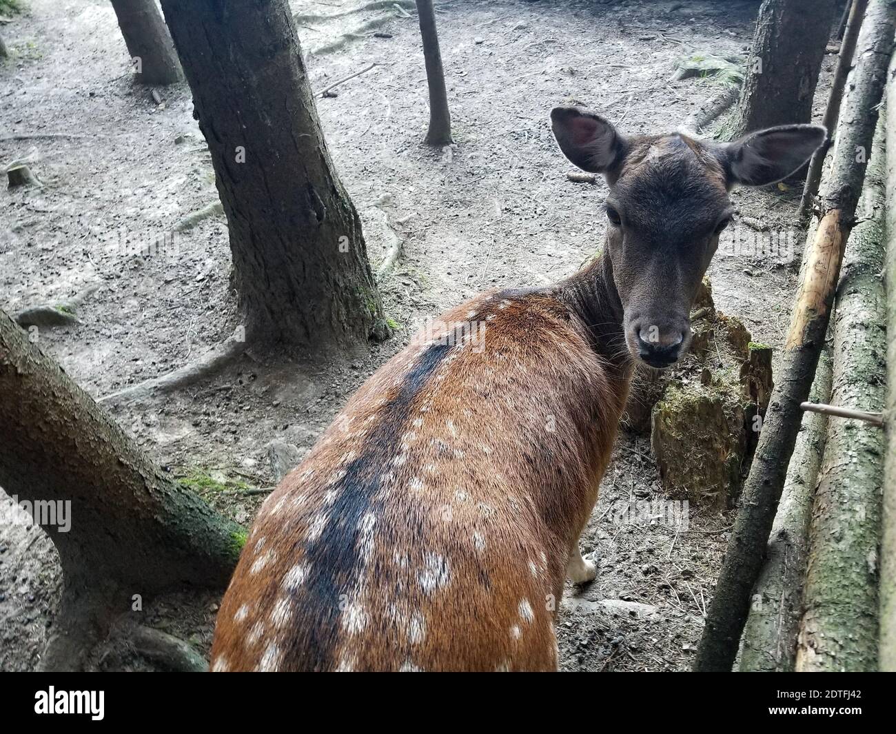 Deer wildlife romania hi-res stock photography and images - Alamy