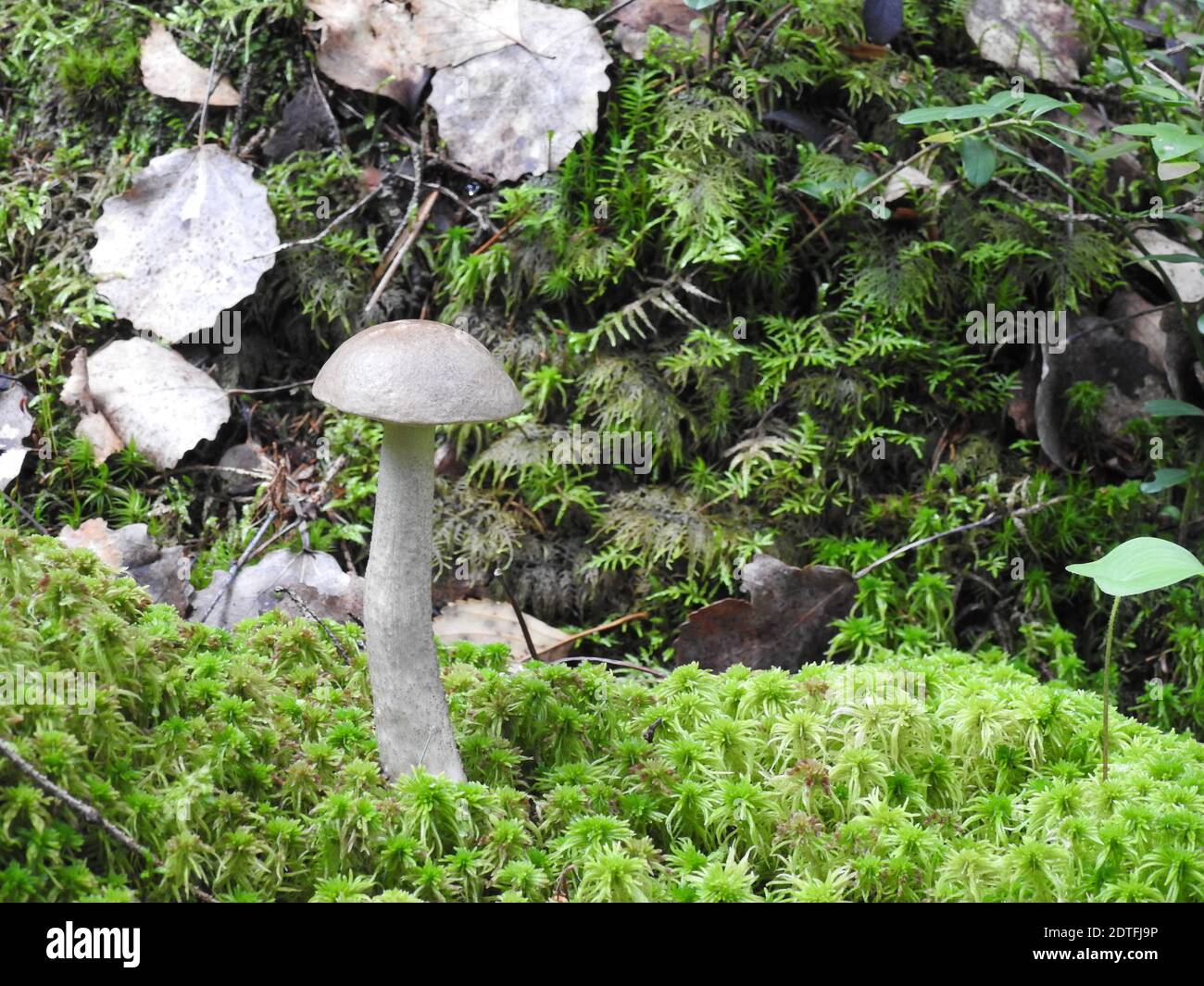 Mushrooms blooming hi-res stock photography and images - Alamy