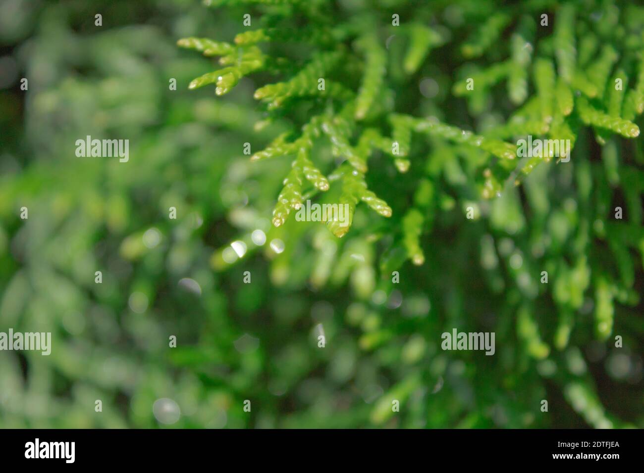 Young thuja needles as background Stock Photo - Alamy