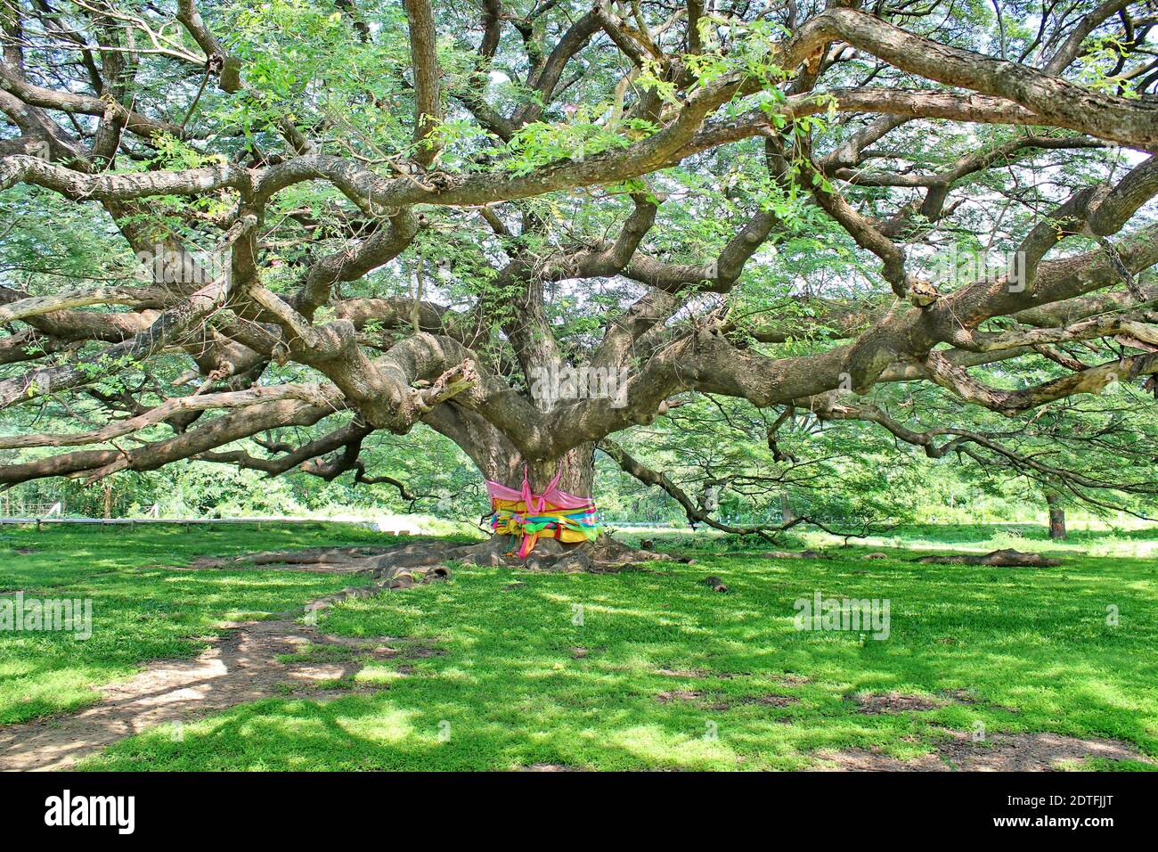Chamchuri hi-res stock photography and images - Alamy