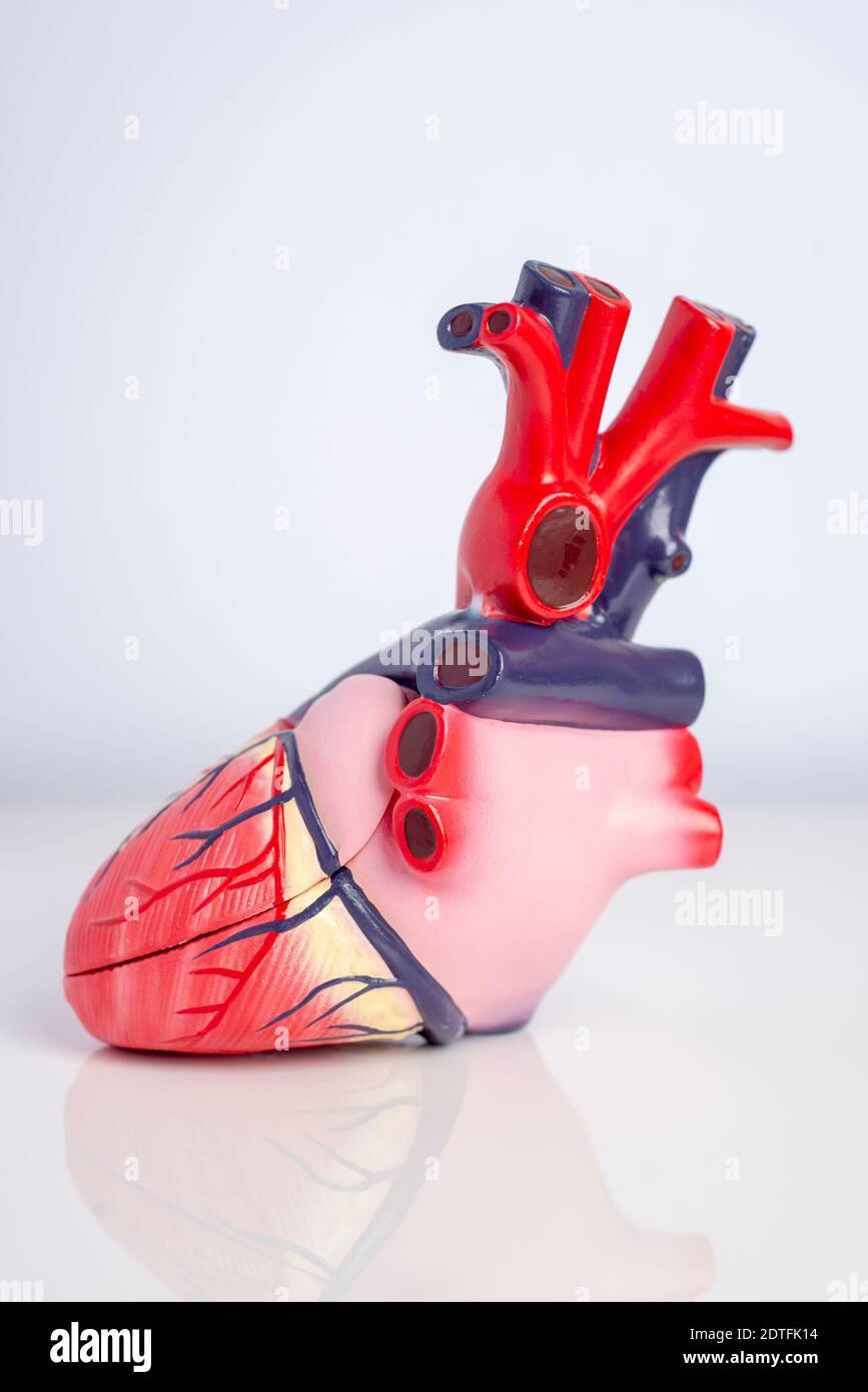 Cardiovascular system model hi-res stock photography and images - Alamy