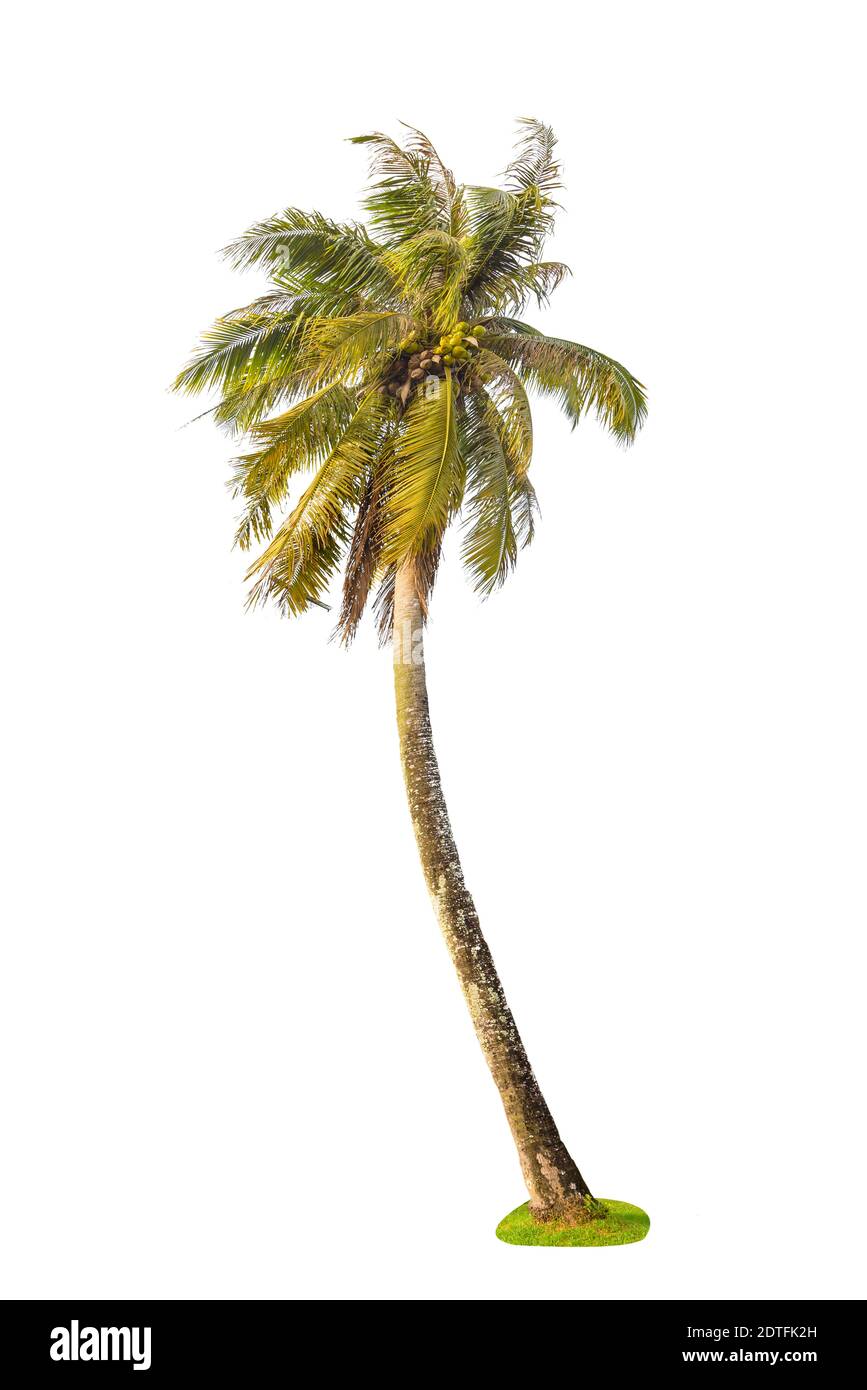 Coconut tree cut hi-res stock photography and images - Alamy