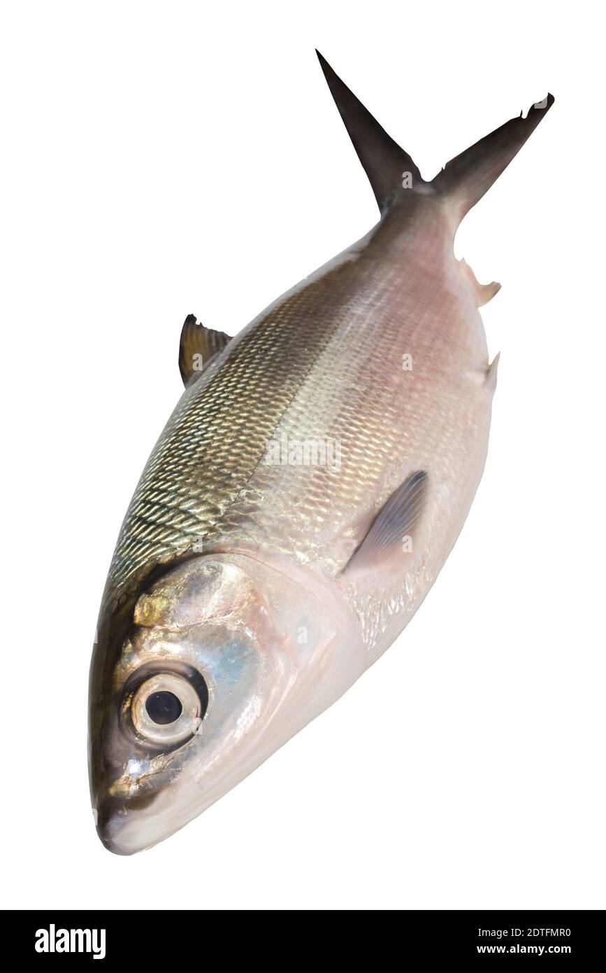 Dead fish eye Cut Out Stock Images & Pictures - Alamy