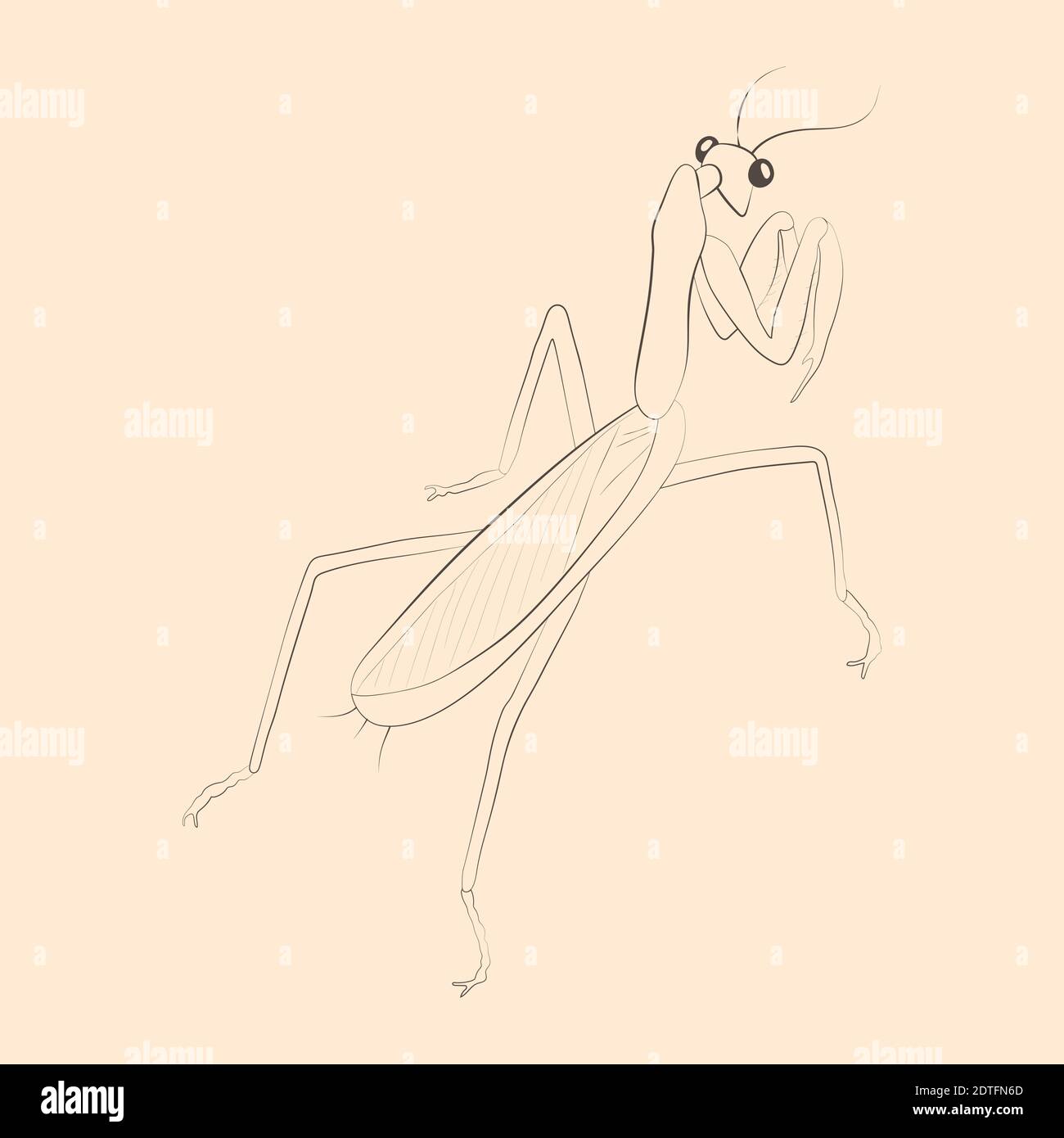 (praying or preying) and mantis Stock Vector Images - Alamy