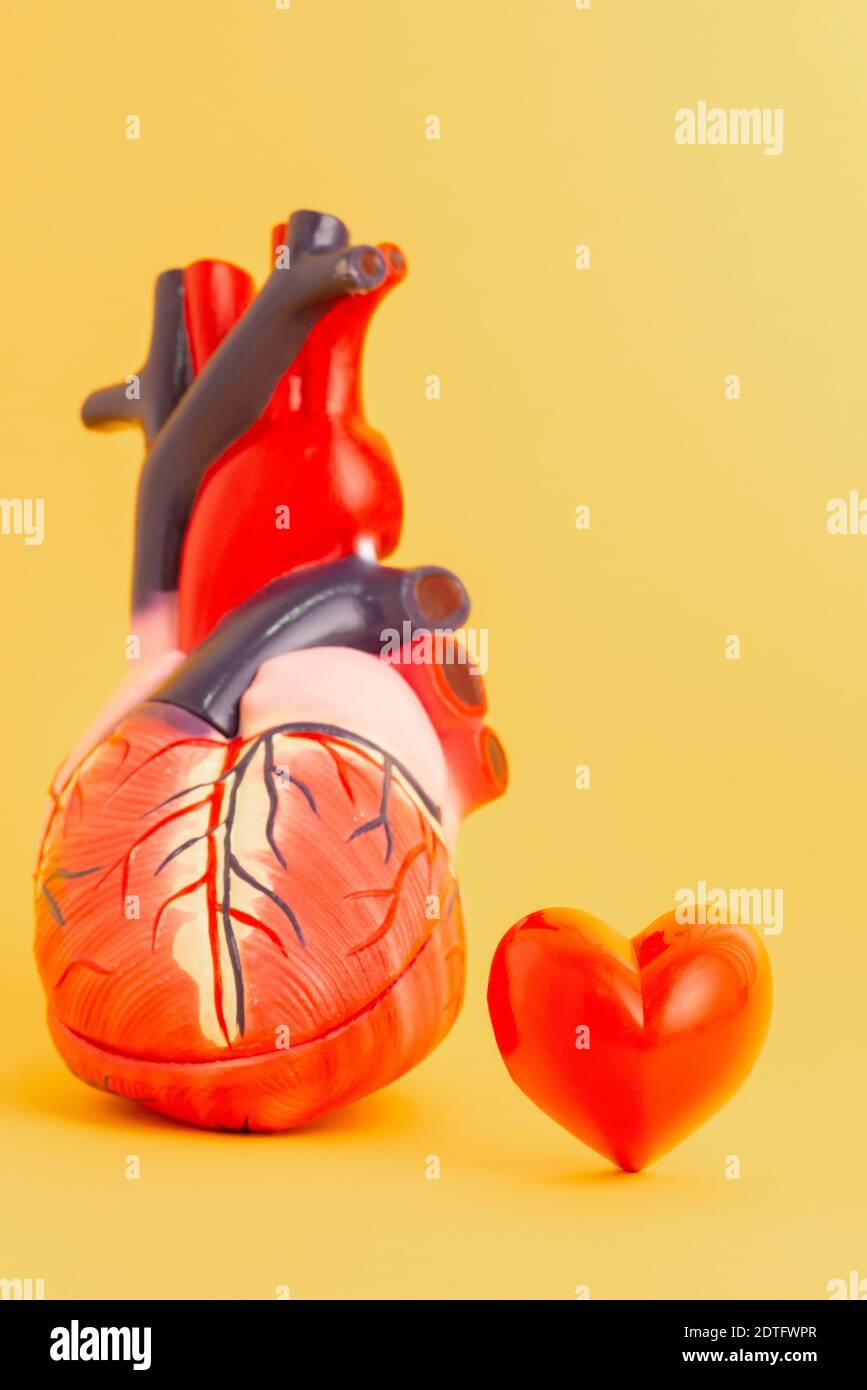Human heart cut out anatomical hi-res stock photography and images - Alamy
