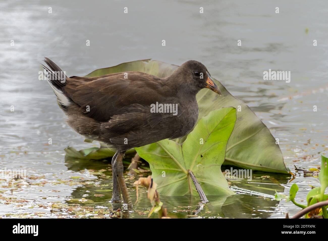 Juvenile Dusky Moore Hen on a lily pad Stock Photo - Alamy