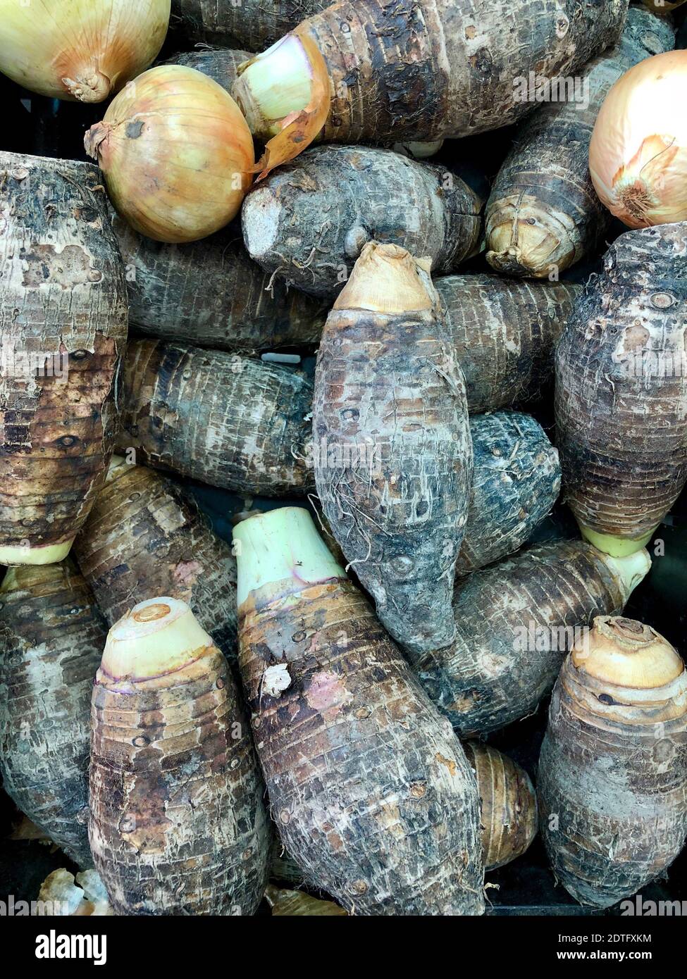 Close up colocasia esculenta taro hi-res stock photography and images ...