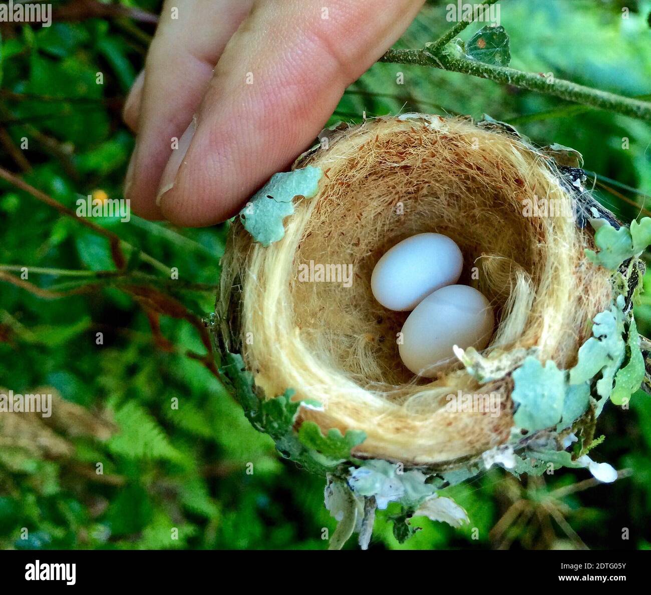 Hummingbird egg hi-res stock photography and images - Alamy