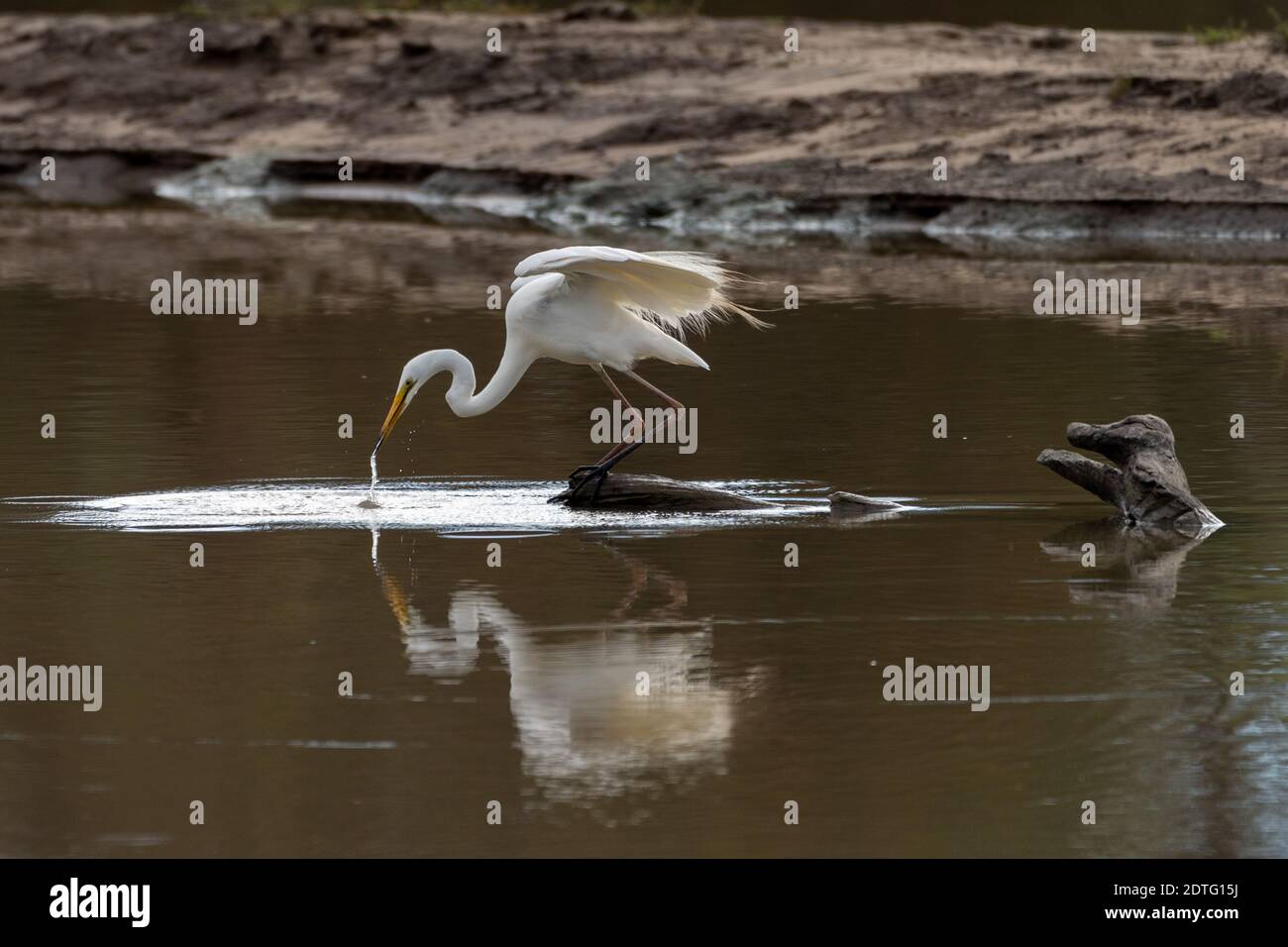 Great Eastern Egret stabbing in the water for a fish Stock Photo - Alamy